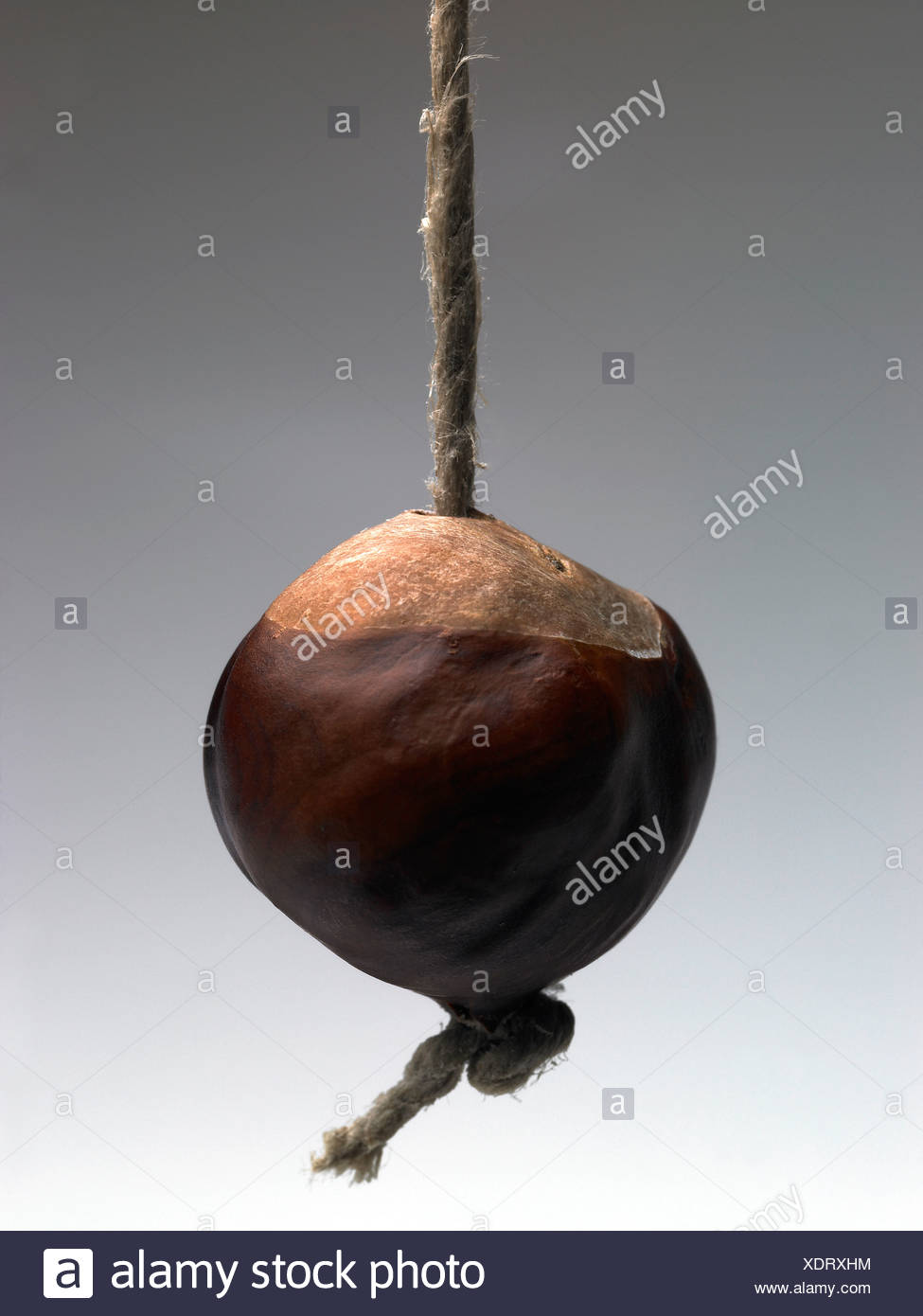 Big Conker High Resolution Stock Photography and Images - Alamy