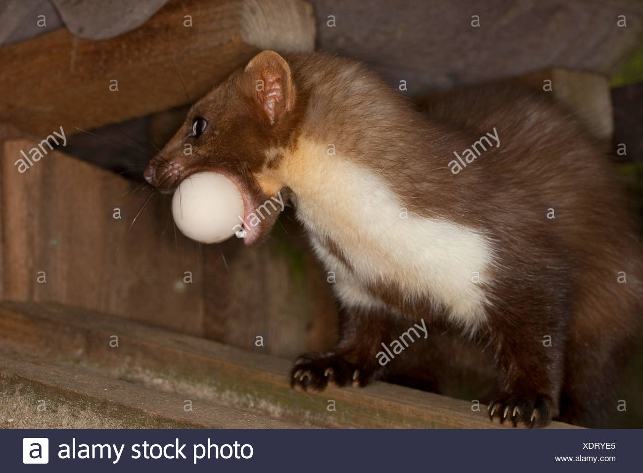 Stone Marten Martes Foina High Resolution Stock Photography and Images ...