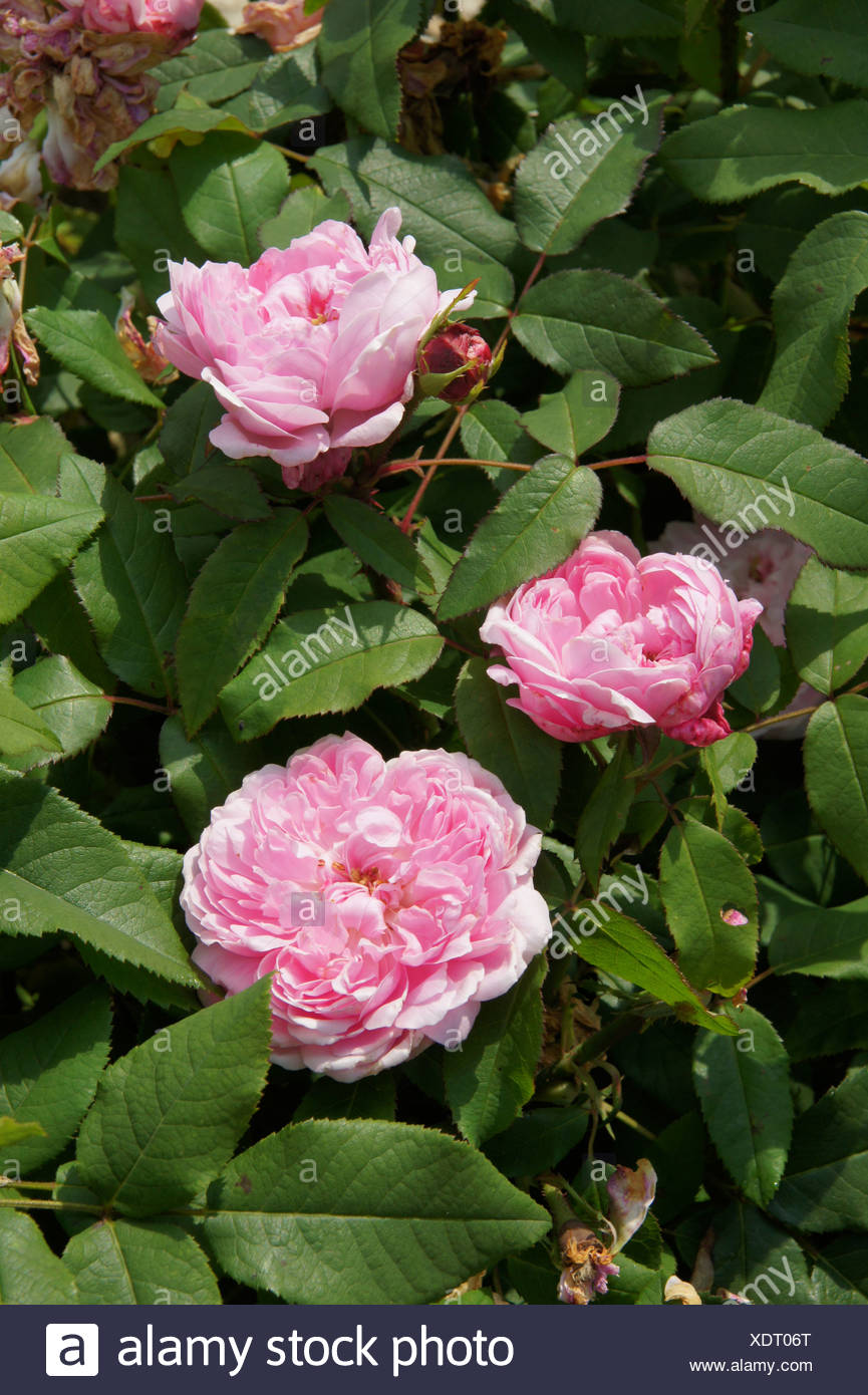 Rose De Resht High Resolution Stock Photography and Images - Alamy