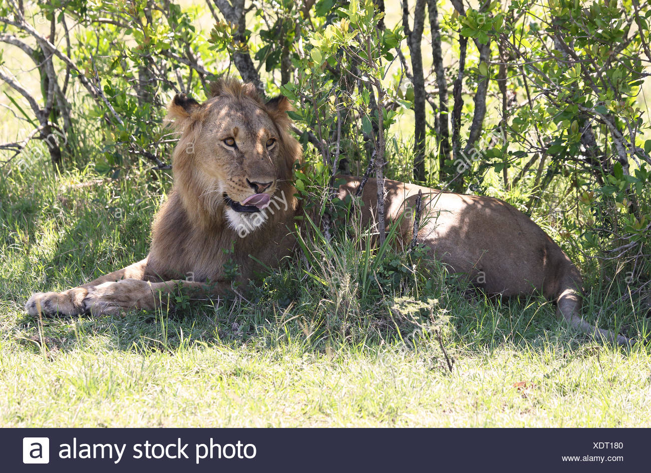Hungry Lion High Resolution Stock Photography and Images - Alamy