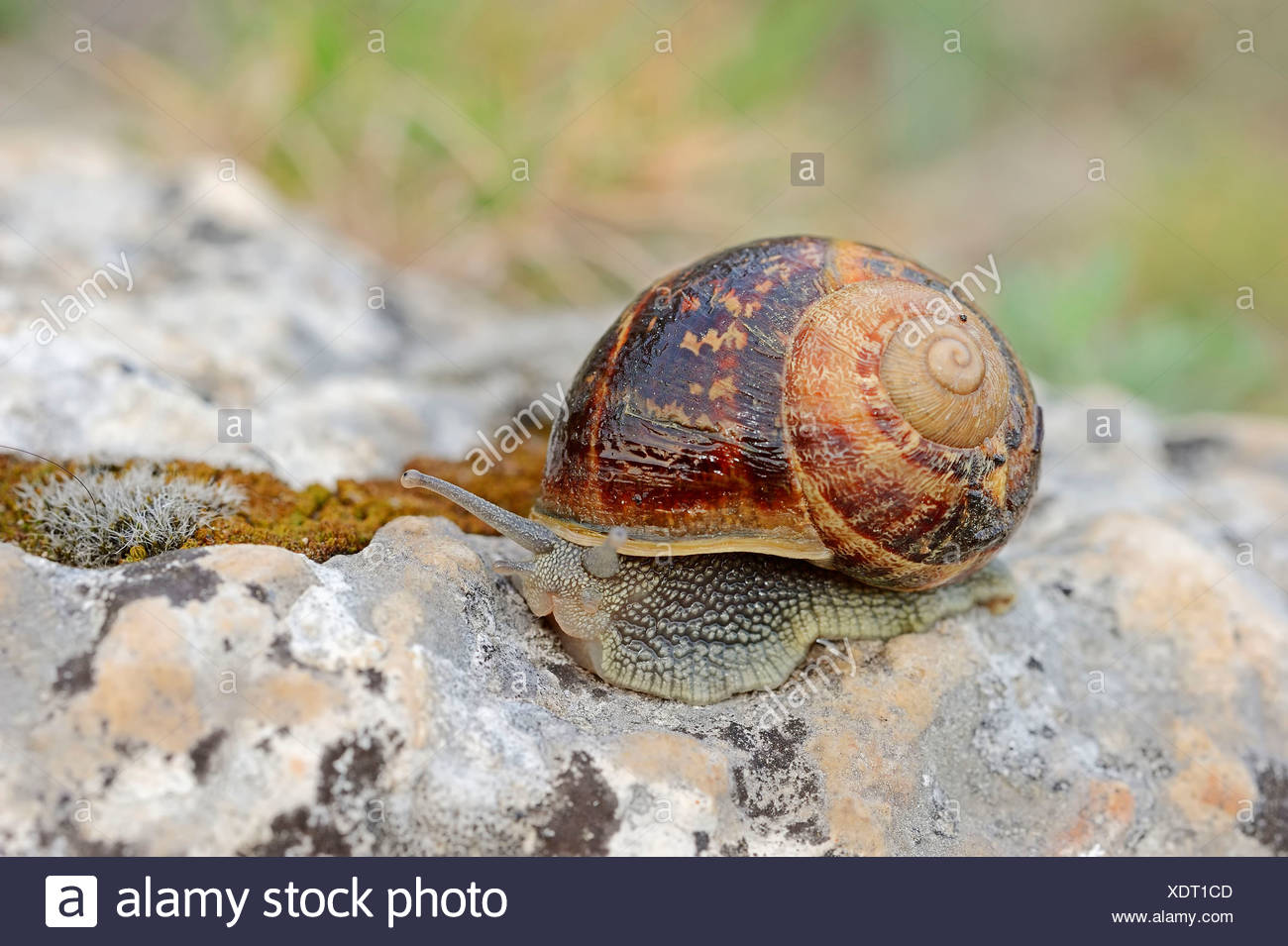 Aspersus High Resolution Stock Photography and Images - Alamy
