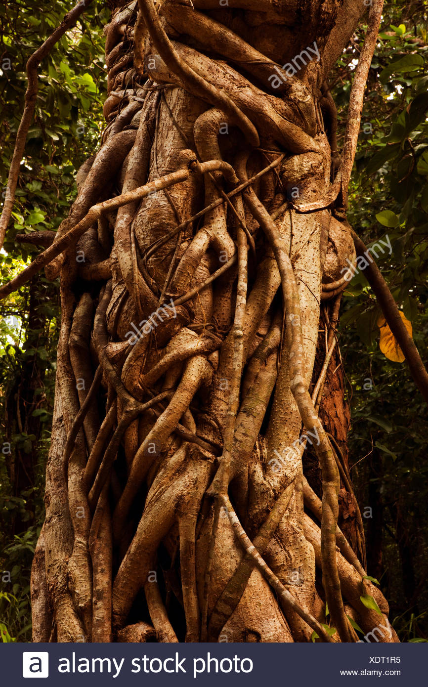 Wild Fig Tree Root High Resolution Stock Photography and Images - Alamy