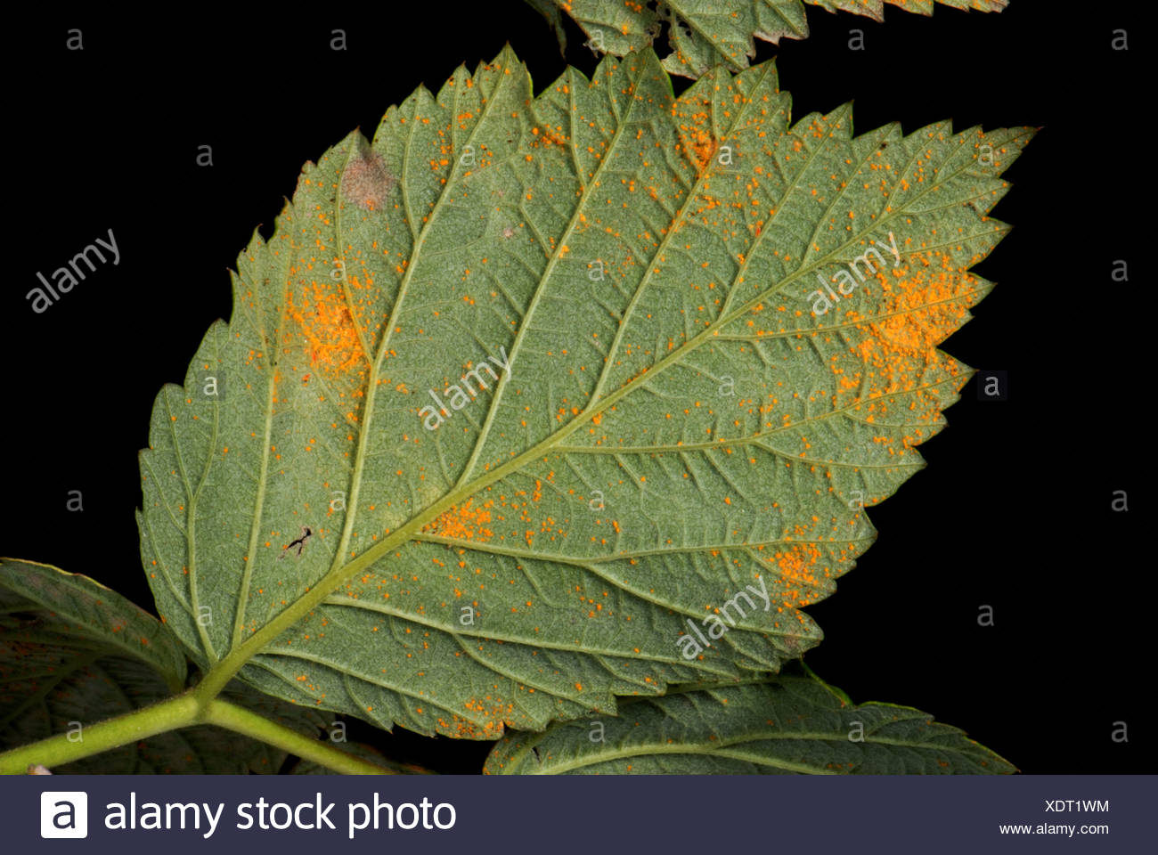 Phragmidium Stock Photos & Phragmidium Stock Images - Alamy