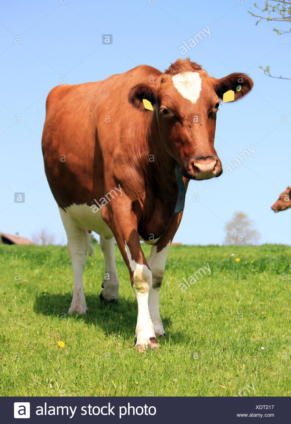 Portrait Brown White Cow Walking Stock Photos & Portrait Brown White ...