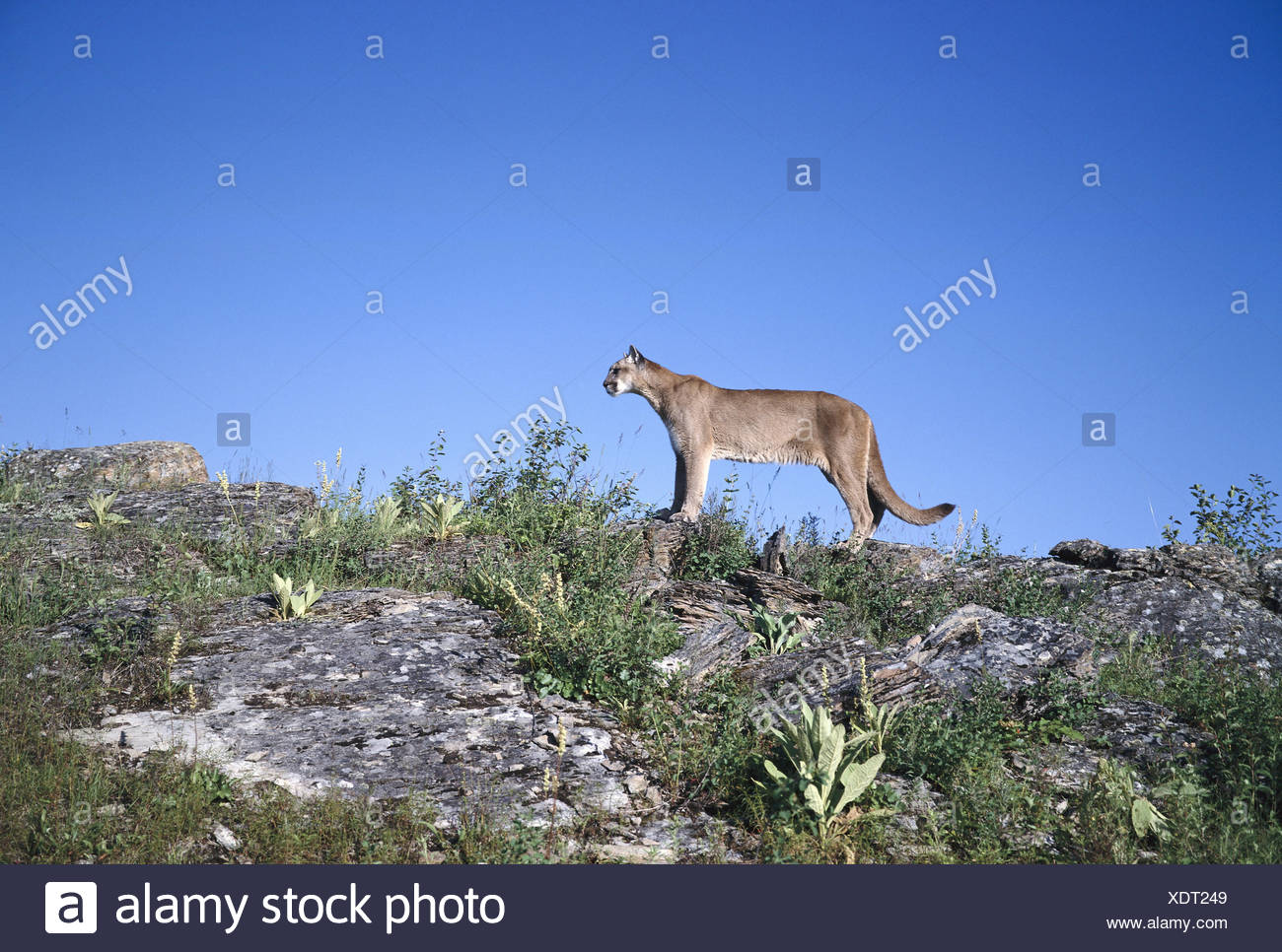 Big Burr High Resolution Stock Photography and Images - Alamy