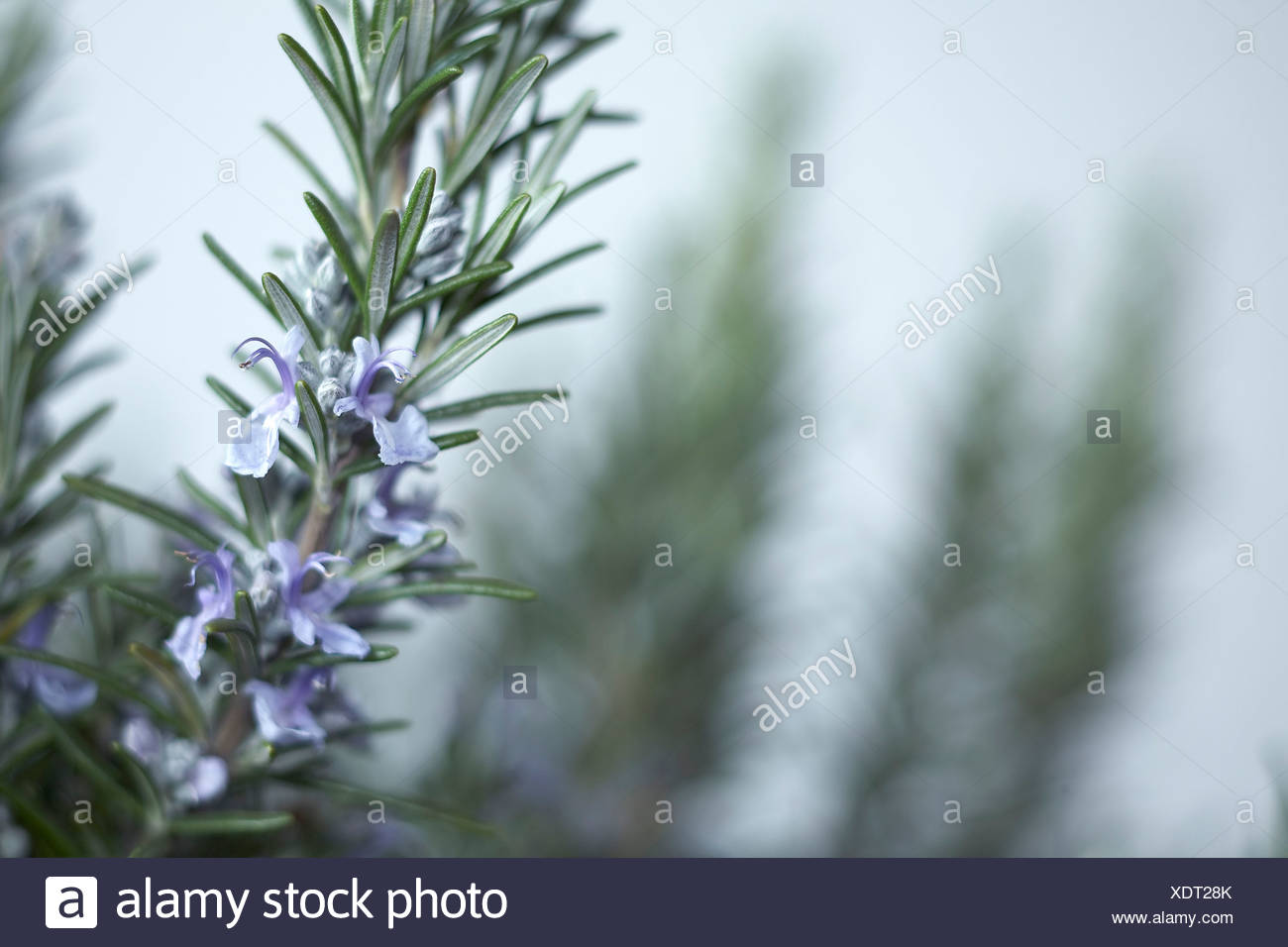 Rosemary Needles High Resolution Stock Photography and Images - Alamy