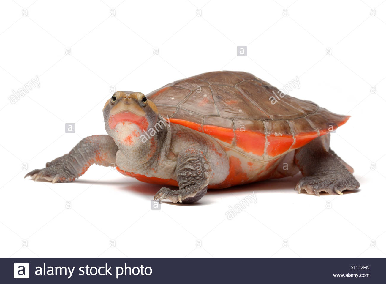 Short Necked Turtle High Resolution Stock Photography and Images - Alamy