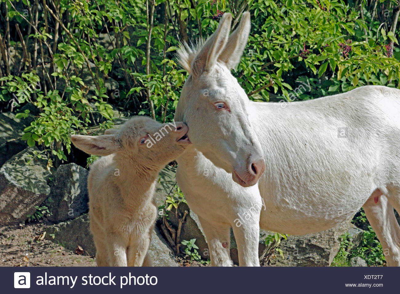 Albino Donkey High Resolution Stock Photography and Images - Alamy