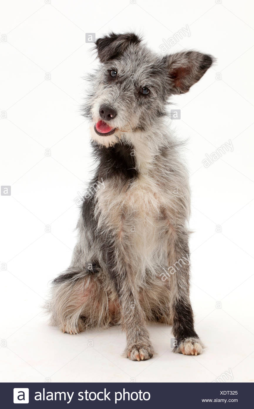 Crossbreeds Sitting High Resolution Stock Photography and Images - Alamy