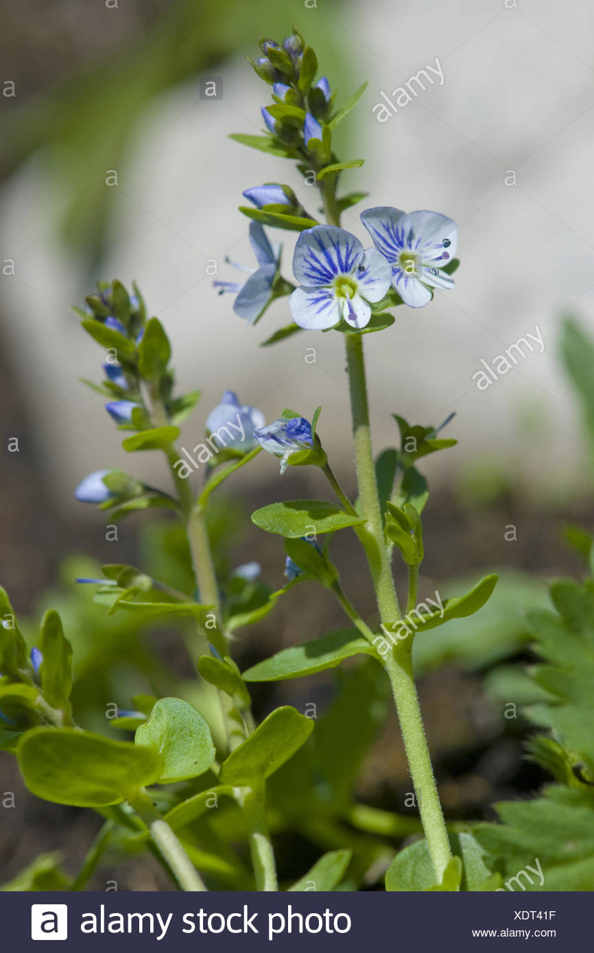 Thyme Leaved Speedwell High Resolution Stock Photography and Images - Alamy
