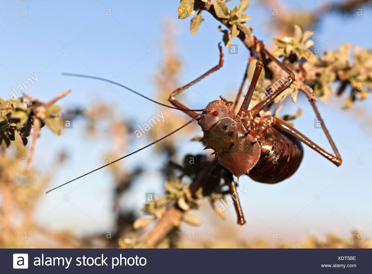 Armored Cricket Tettigoniidae High Resolution Stock Photography and ...
