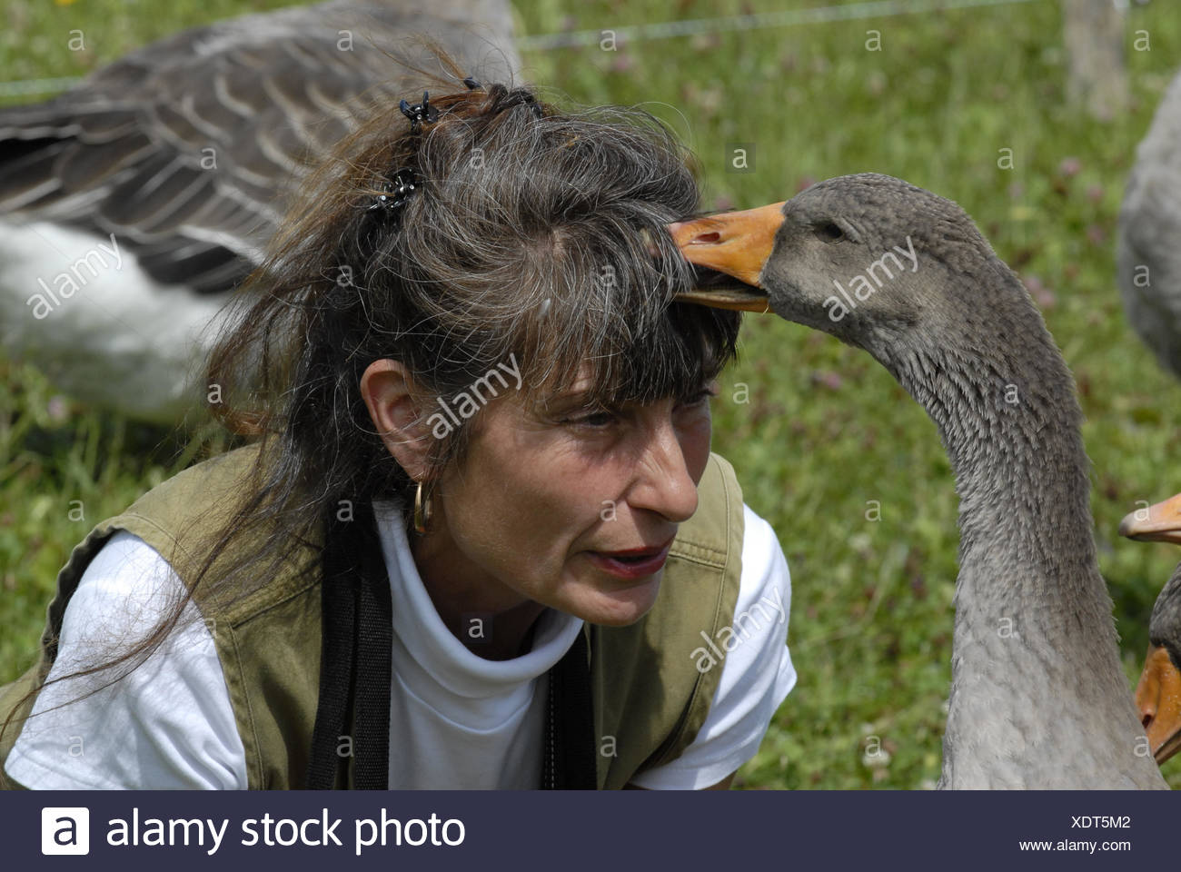 Pomeranian Goose High Resolution Stock Photography and Images - Alamy