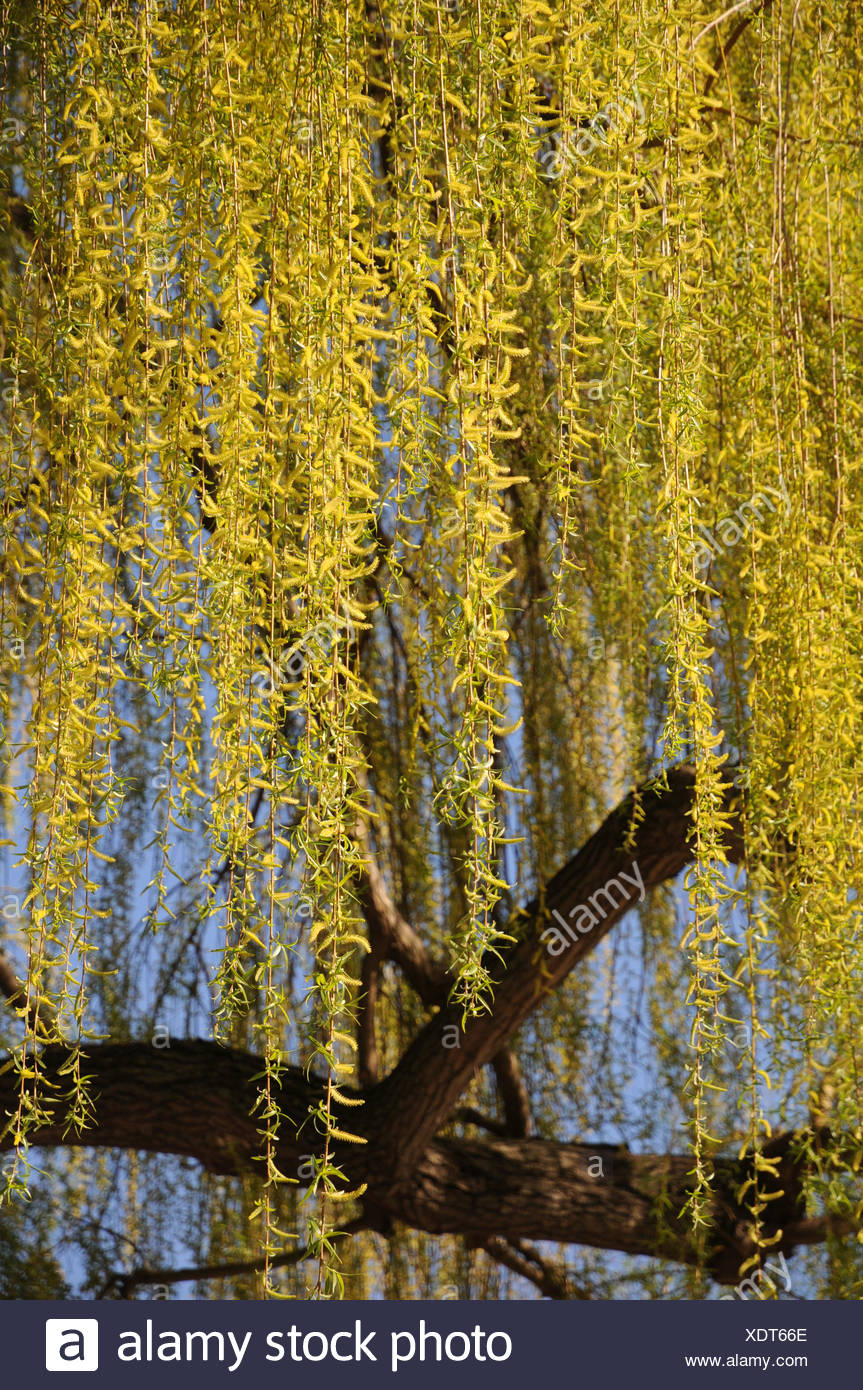 Weeping Willow Willows Trees Stock Photos & Weeping Willow Willows ...