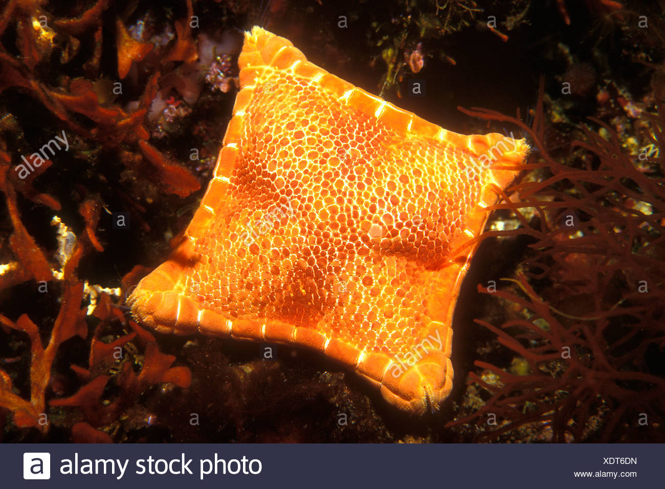 Four Arms Come High Resolution Stock Photography and Images - Alamy