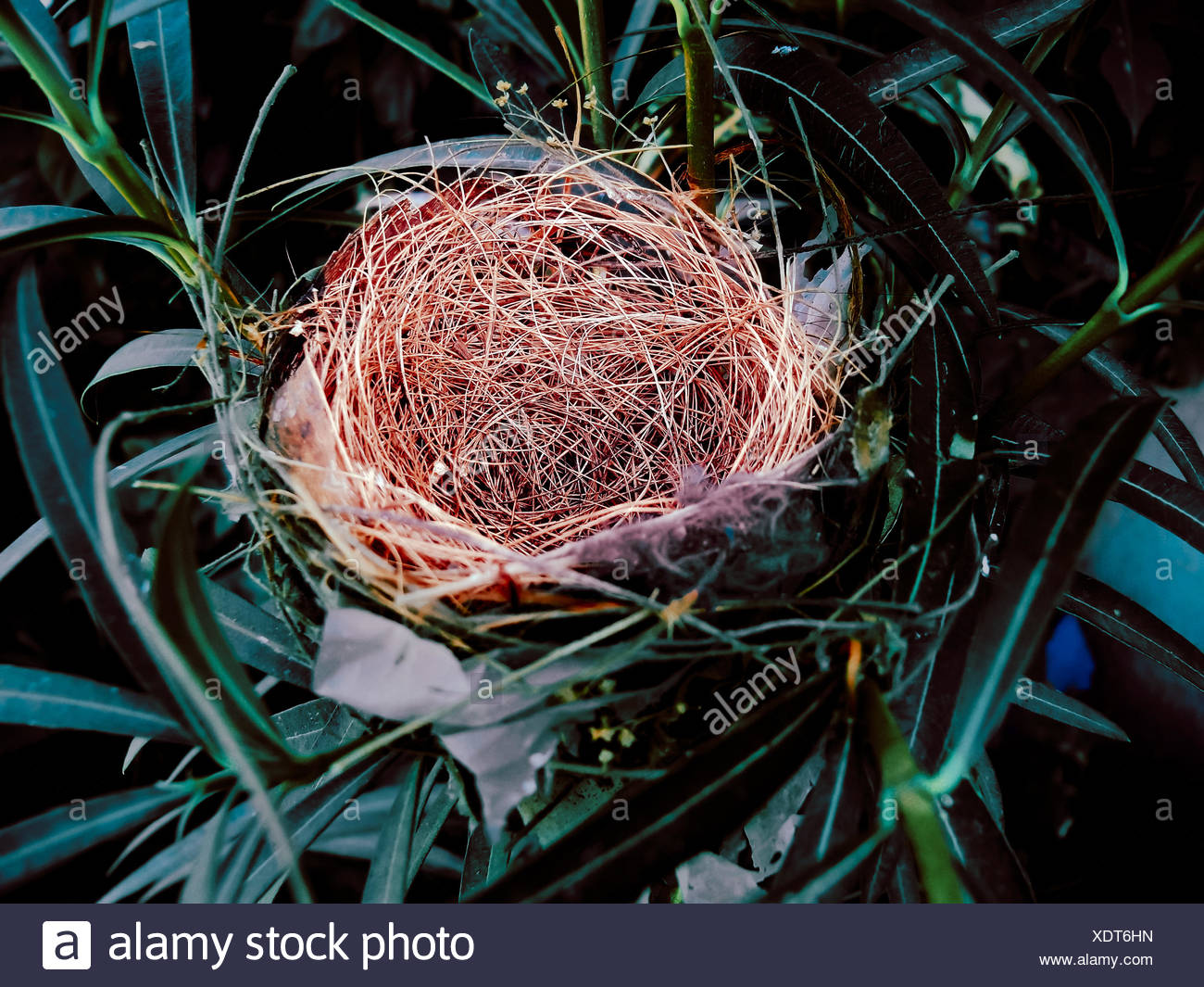 Nest Of Bulbul Bird High Resolution Stock Photography and Images - Alamy