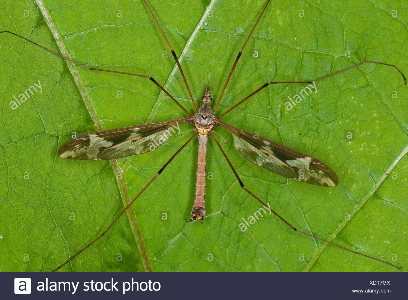 Giant Cranefly High Resolution Stock Photography and Images - Alamy