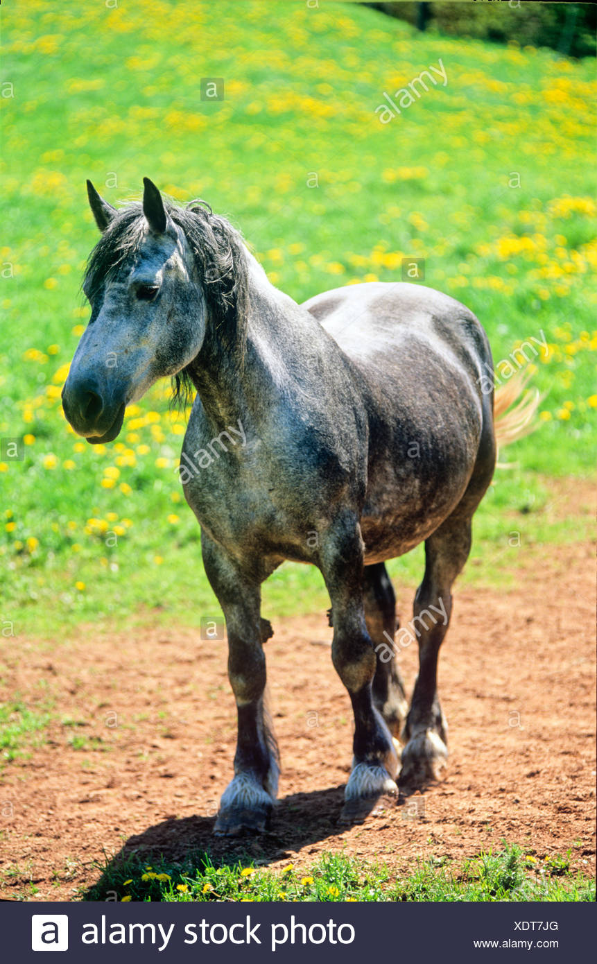 Draft Horse Mare High Resolution Stock Photography and Images - Alamy