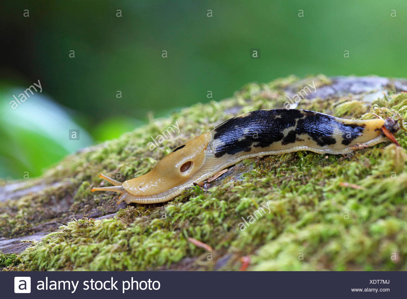 Giant Banana High Resolution Stock Photography and Images - Alamy