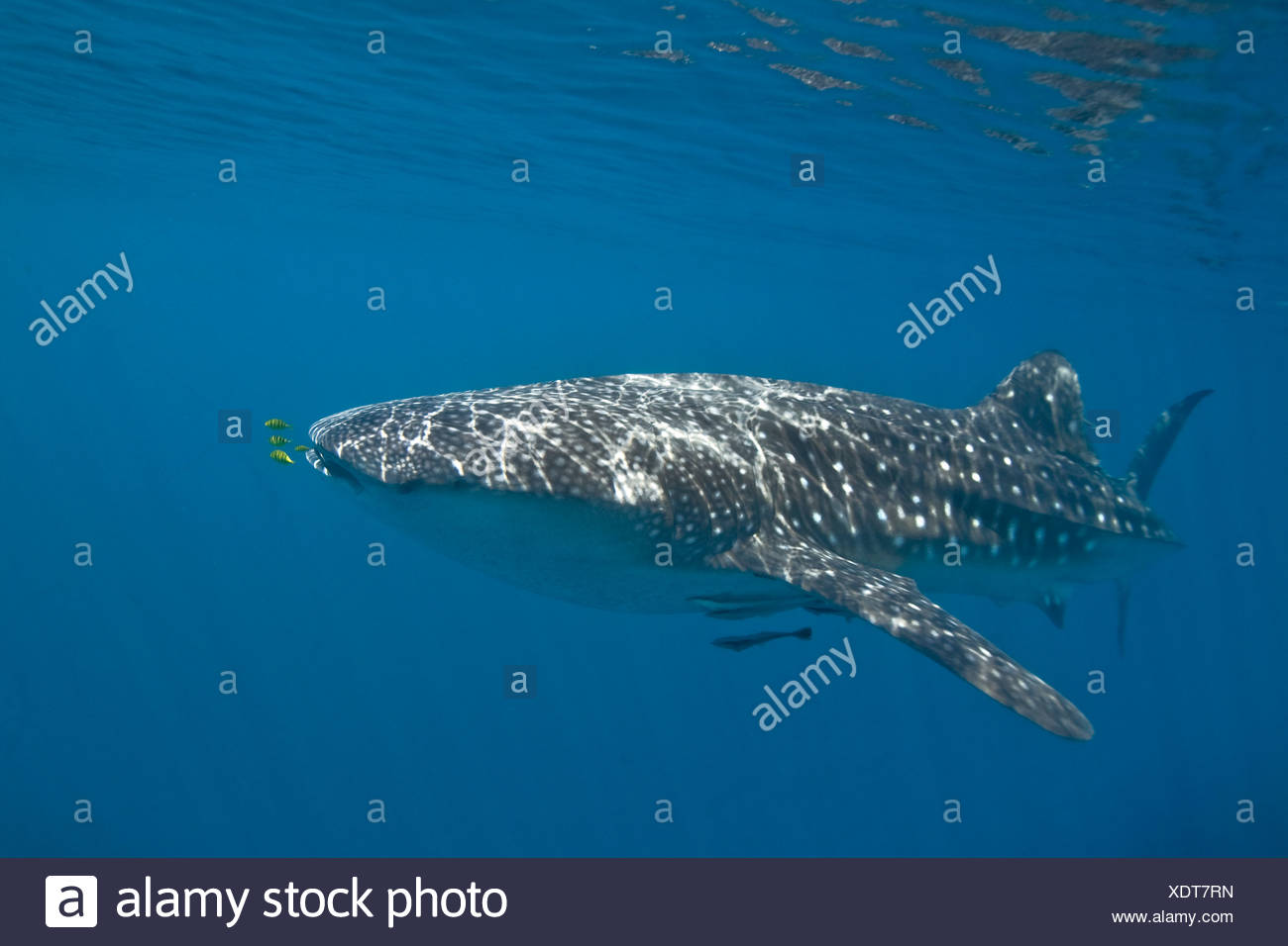 Shark Fin Bay High Resolution Stock Photography and Images - Alamy