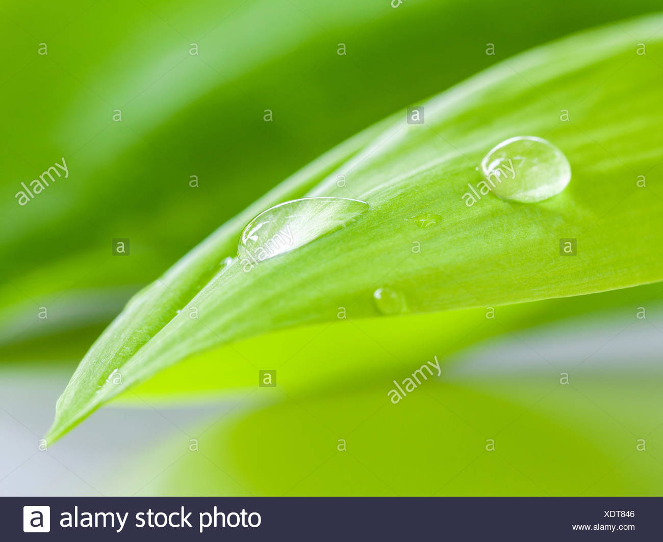 Pandanus Palm High Resolution Stock Photography and Images - Alamy