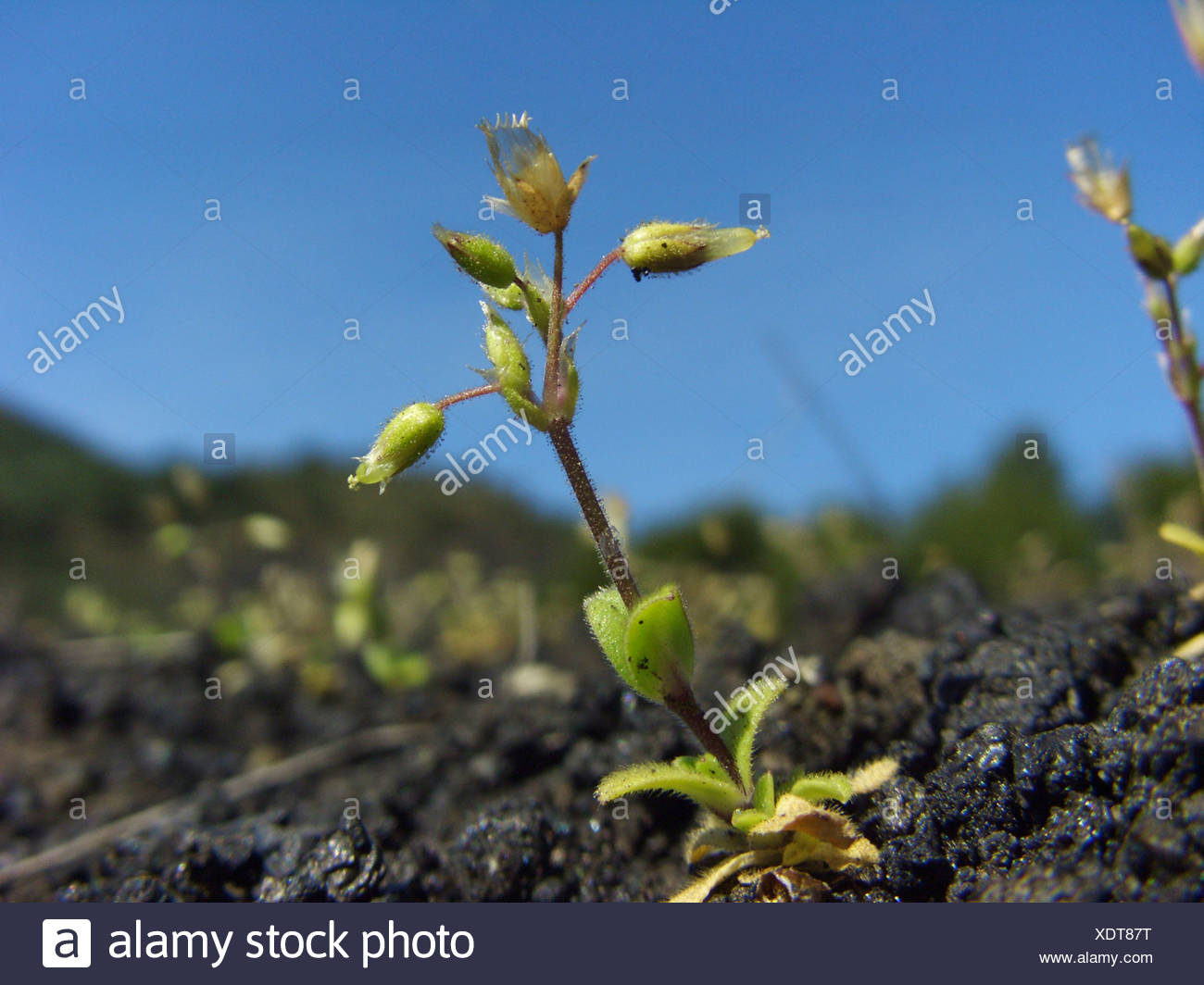 Five Stamen High Resolution Stock Photography and Images - Alamy