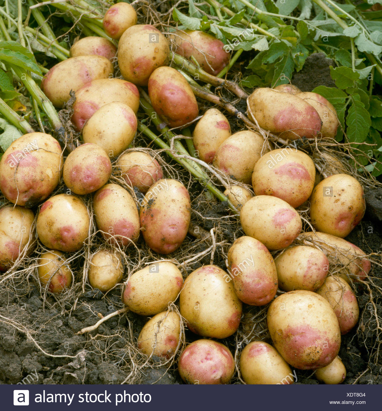 Potato King High Resolution Stock Photography and Images - Alamy