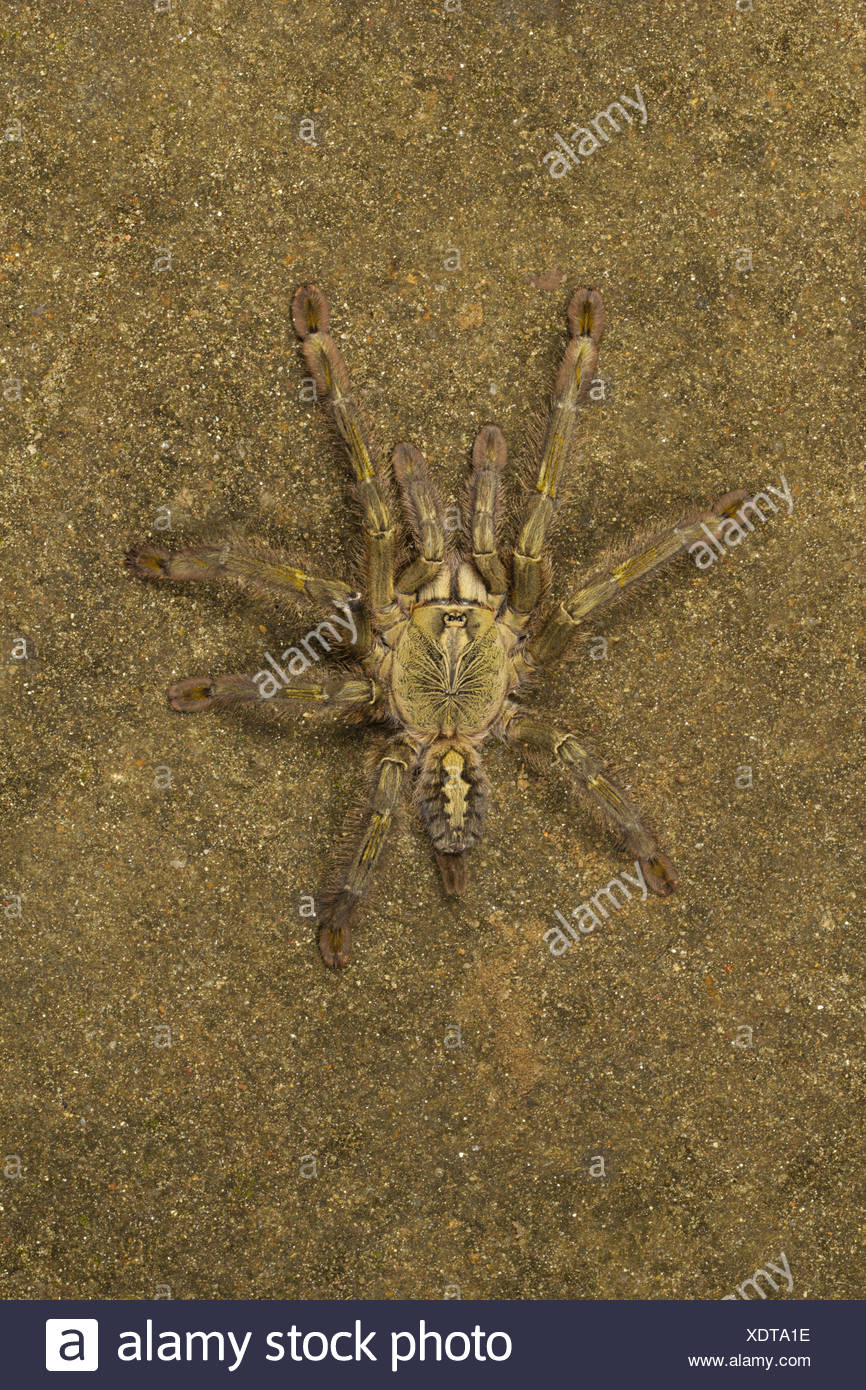 Parachute Spider High Resolution Stock Photography and Images - Alamy
