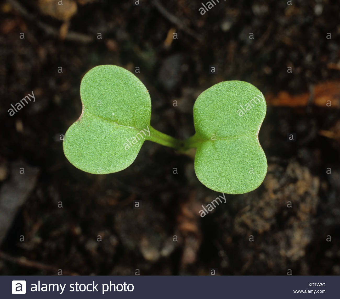 Wild Radish Stock Photos & Wild Radish Stock Images - Alamy