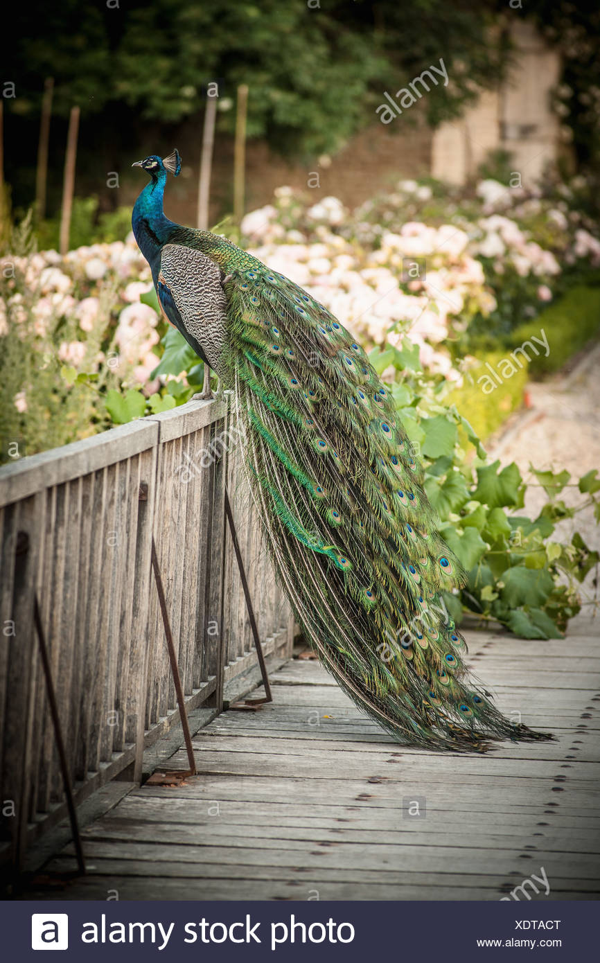 Peacock Photography High Resolution Stock Photography and Images - Alamy