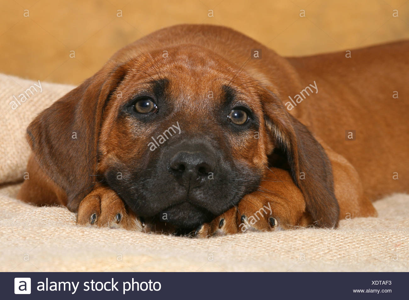 Hessian Lion High Resolution Stock Photography and Images - Alamy