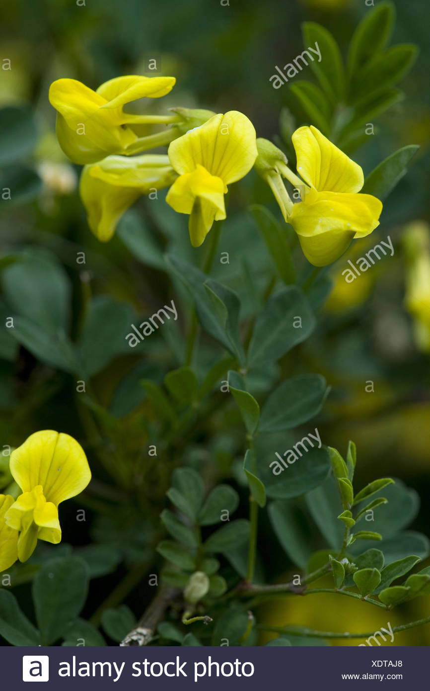 Scorpion Weeds High Resolution Stock Photography and Images - Alamy