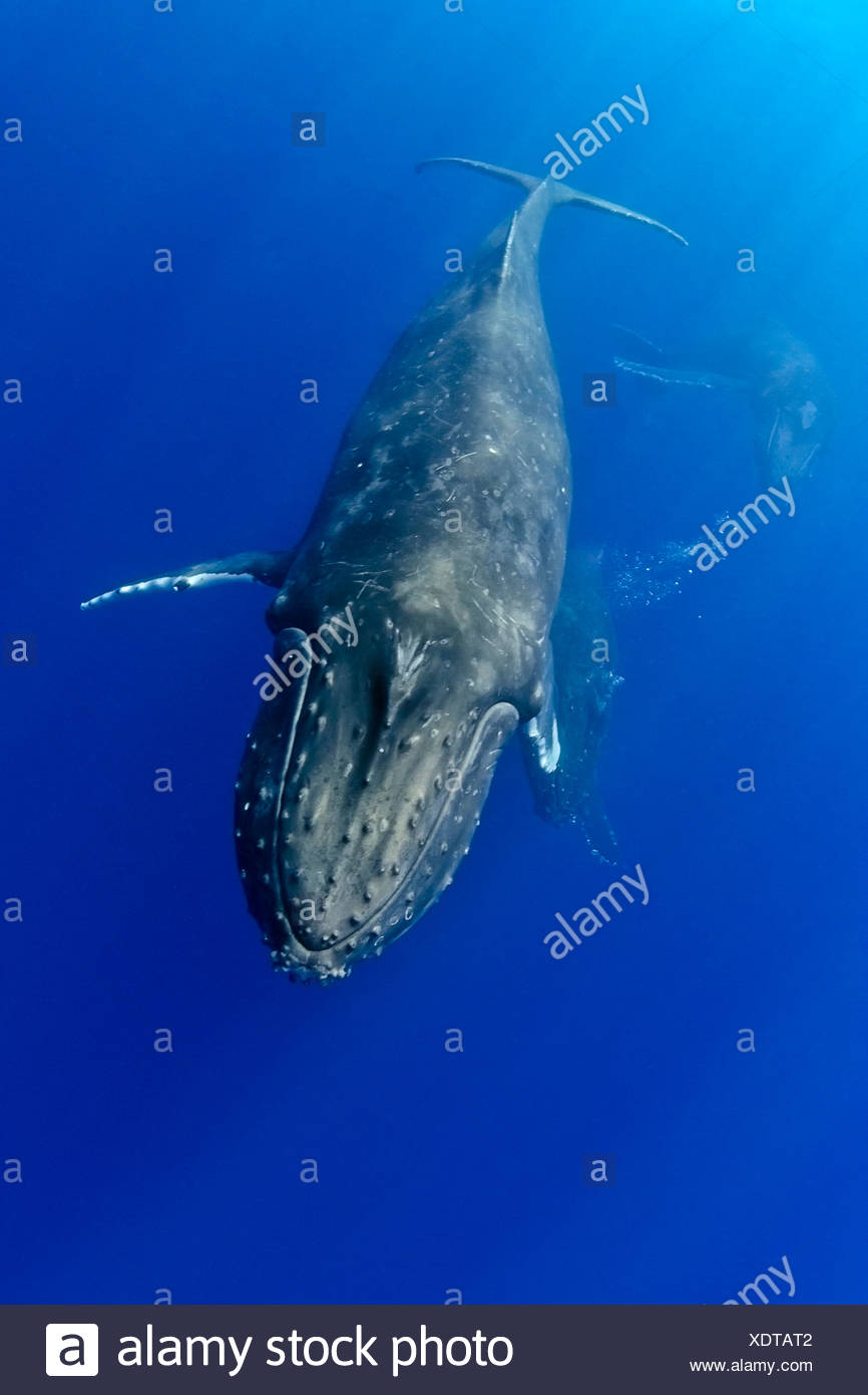 Humpback Whale Barnacle High Resolution Stock Photography and Images ...