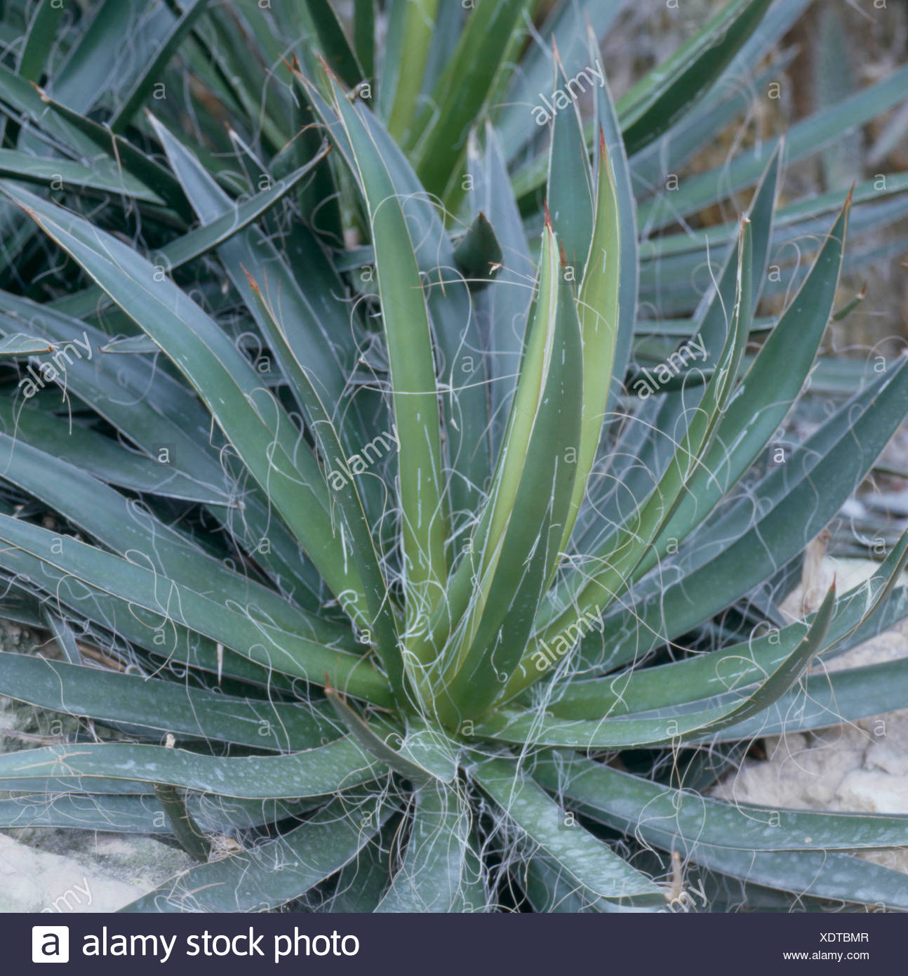 Agave Filifera High Resolution Stock Photography and Images - Alamy