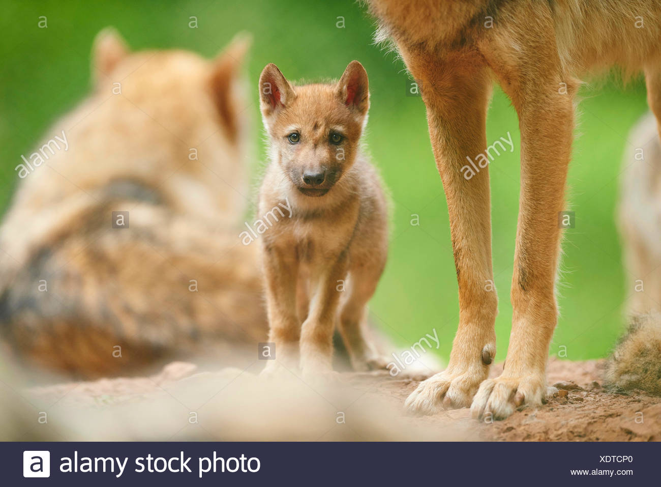 Wolf Cube High Resolution Stock Photography and Images - Alamy