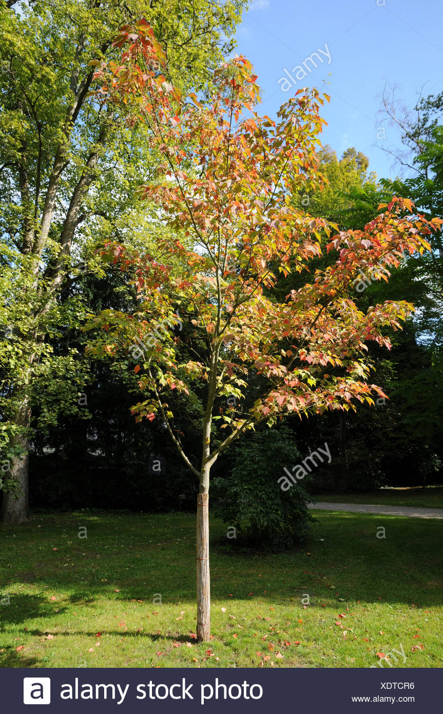 Red Snakebark Maple High Resolution Stock Photography and Images - Alamy