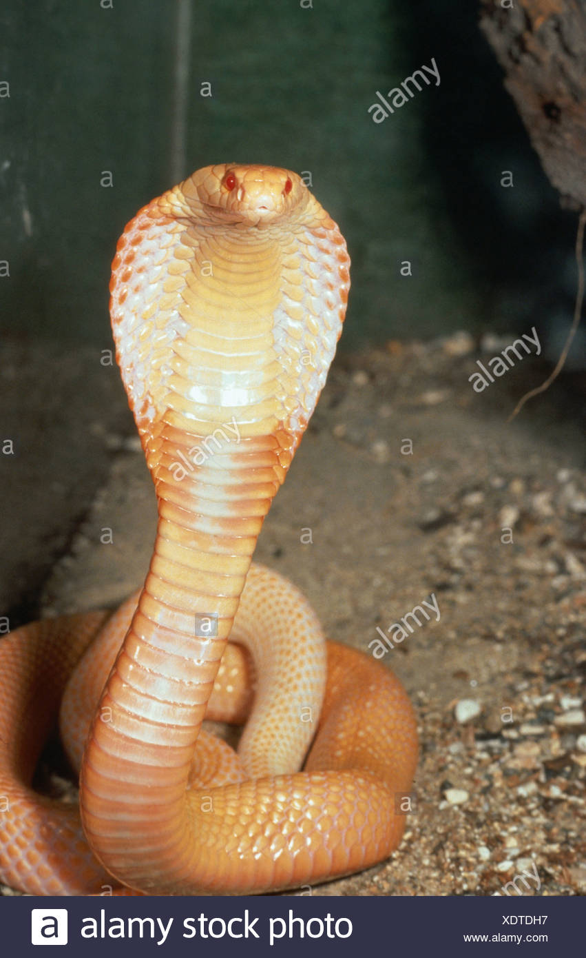 Monocled Cobra High Resolution Stock Photography and Images - Alamy