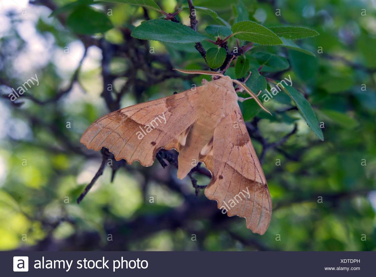 Marumba Quercus High Resolution Stock Photography and Images - Alamy
