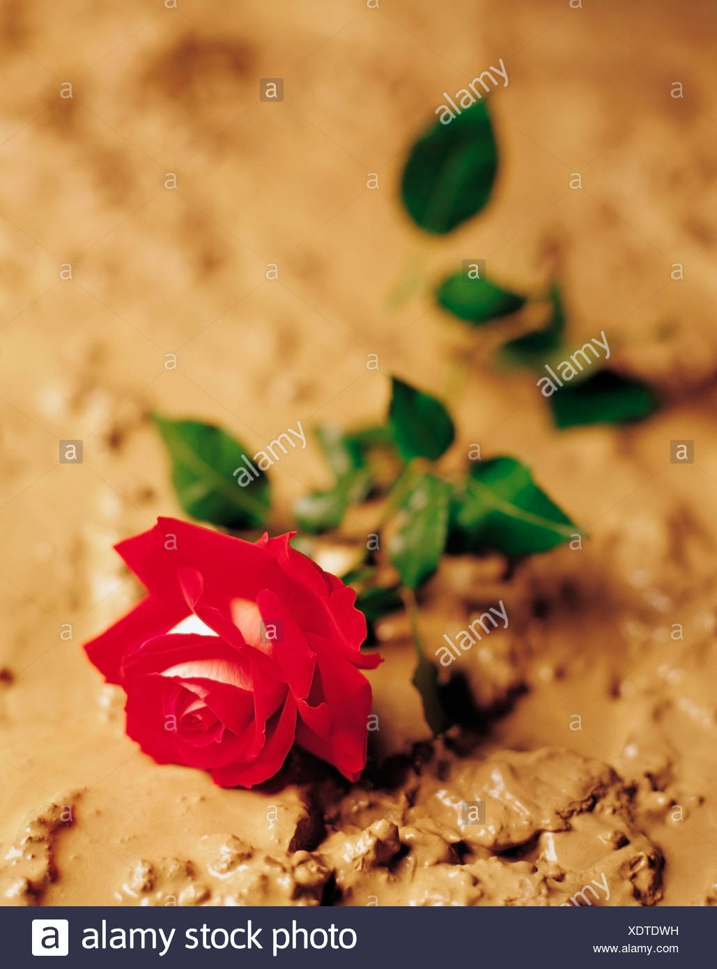 Ron Rose High Resolution Stock Photography and Images - Alamy