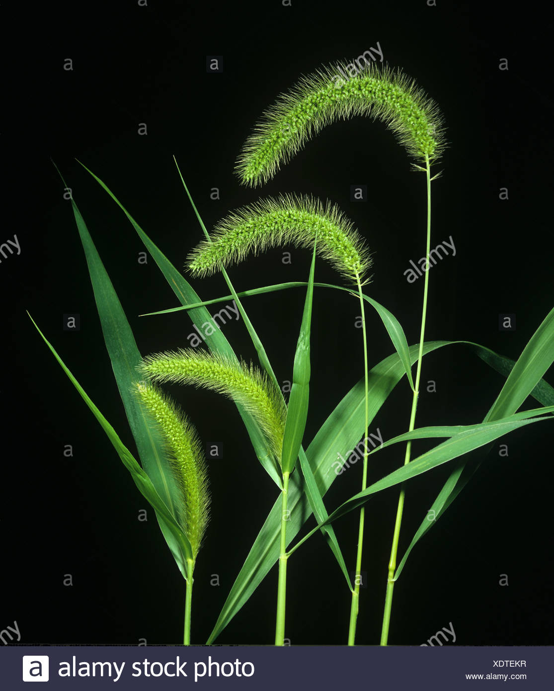Giant Setaria High Resolution Stock Photography and Images - Alamy