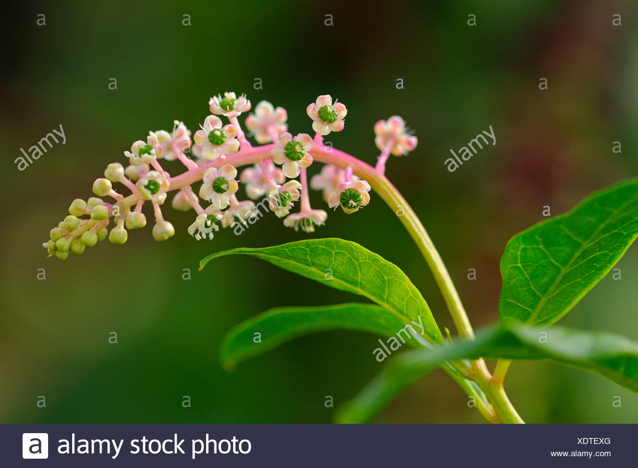 Pokeweed Flower High Resolution Stock Photography and Images - Alamy