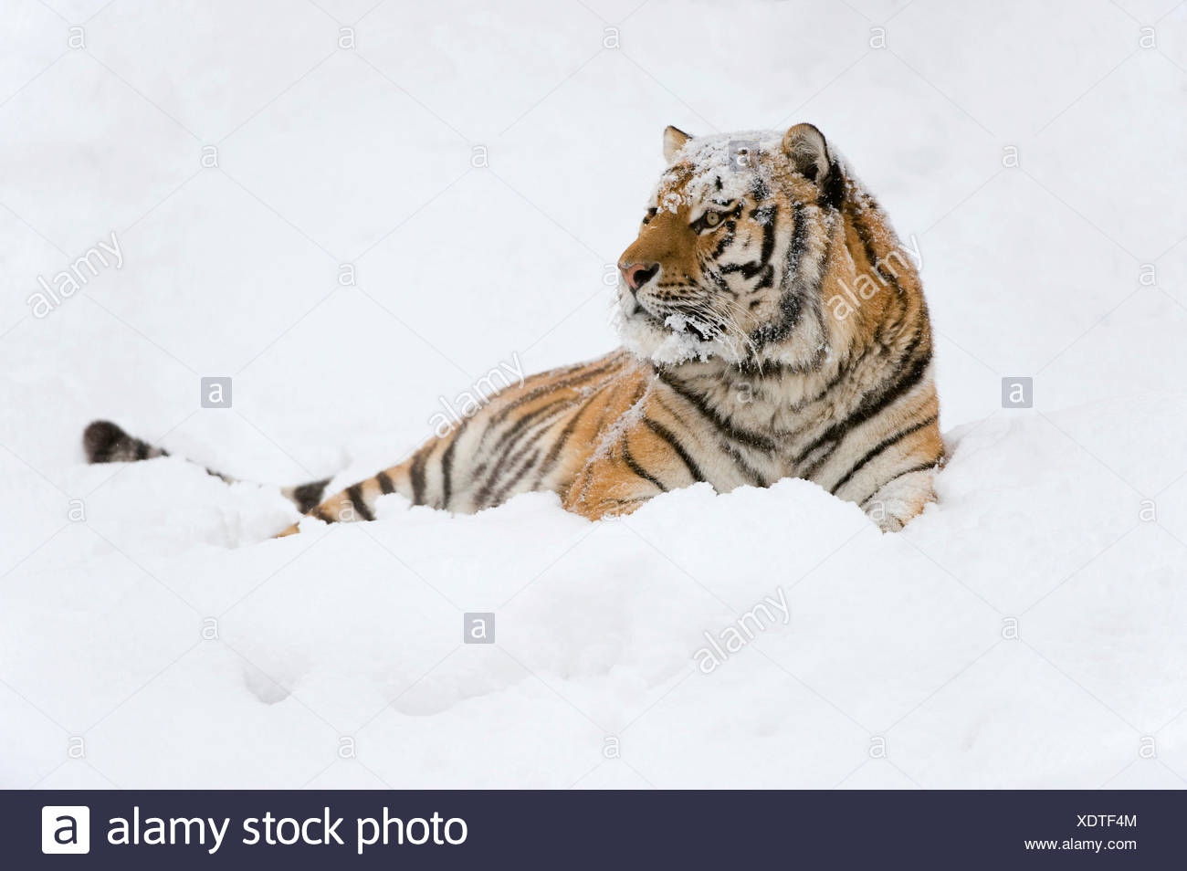 Captive Siberian Tiger Panthera Tigris High Resolution Stock ...