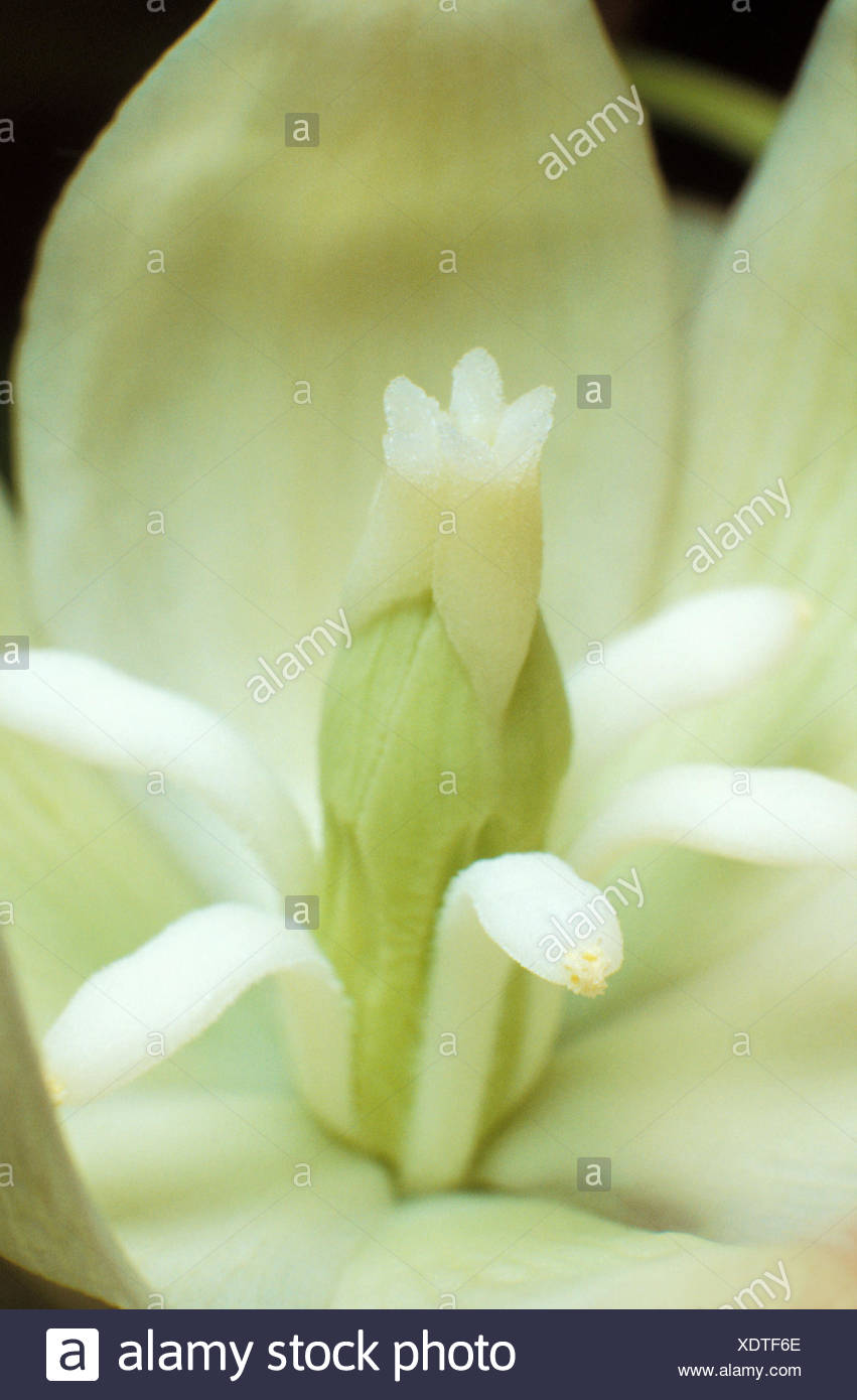 Spanish Dagger High Resolution Stock Photography and Images - Alamy