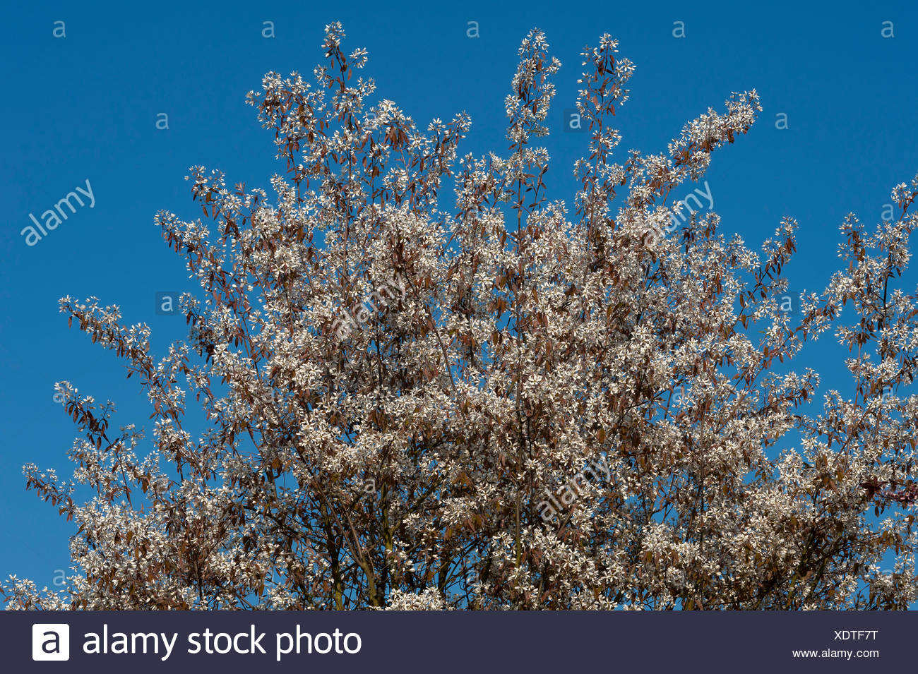 Juneberry Amelanchier High Resolution Stock Photography and Images - Alamy