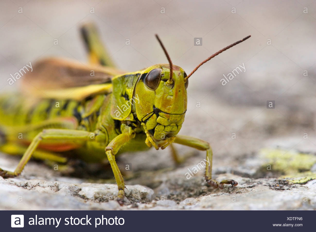 Large Marsh Grasshoppers High Resolution Stock Photography and Images ...