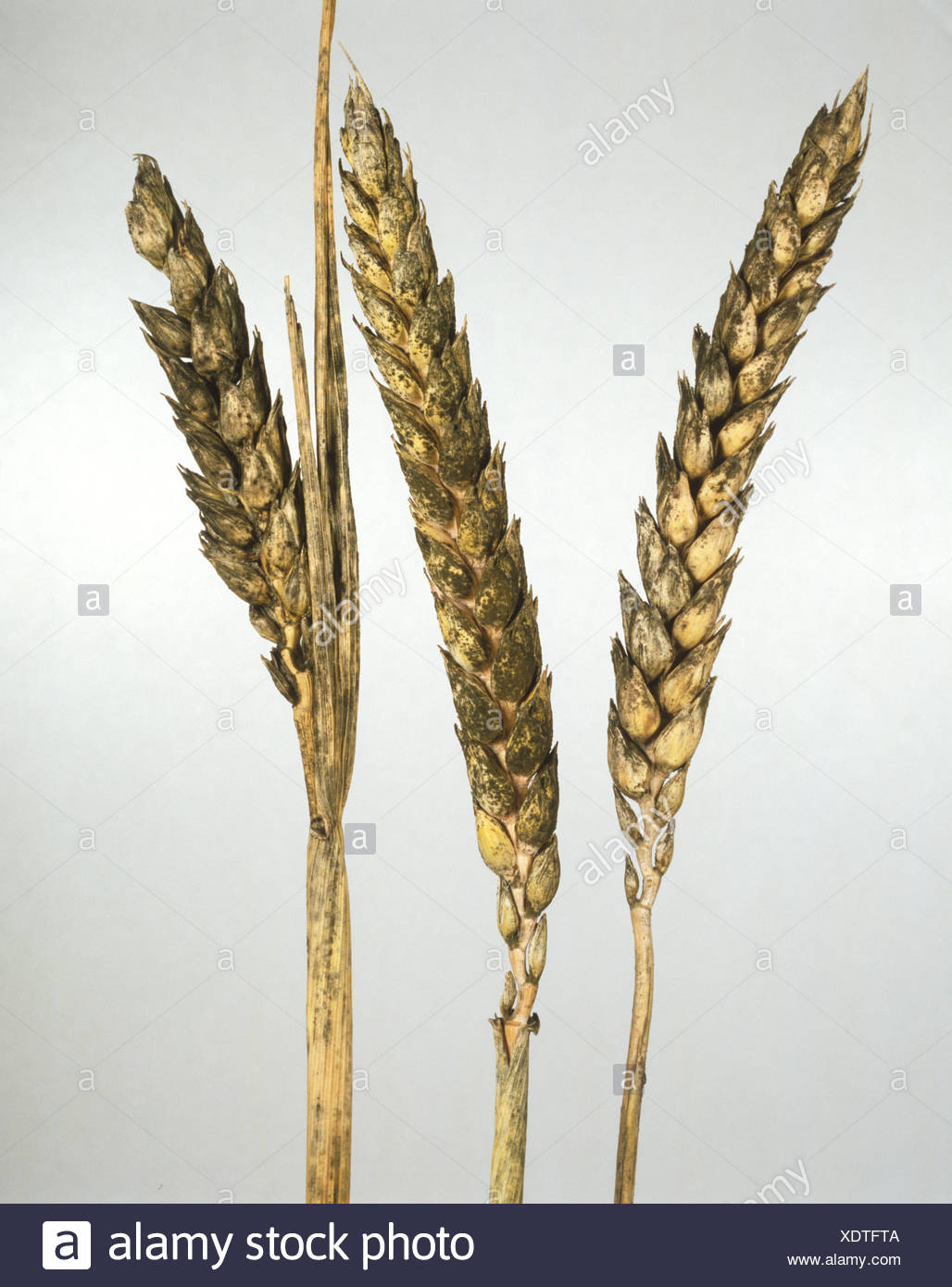 Cladosporium Herbarum