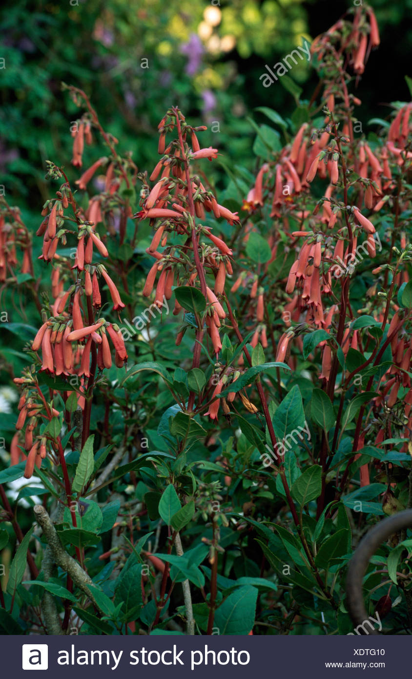 Phygelius High Resolution Stock Photography and Images - Alamy