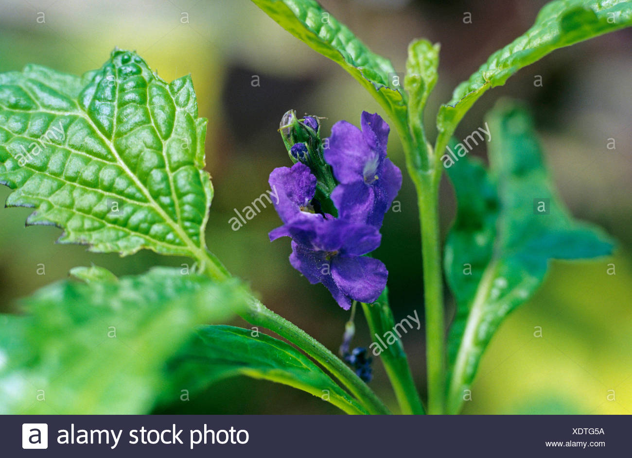 Blue Vervain Stock Photos & Blue Vervain Stock Images - Alamy
