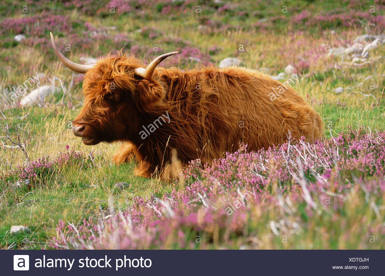 Scotland Highland Cow Heather High Resolution Stock Photography and ...