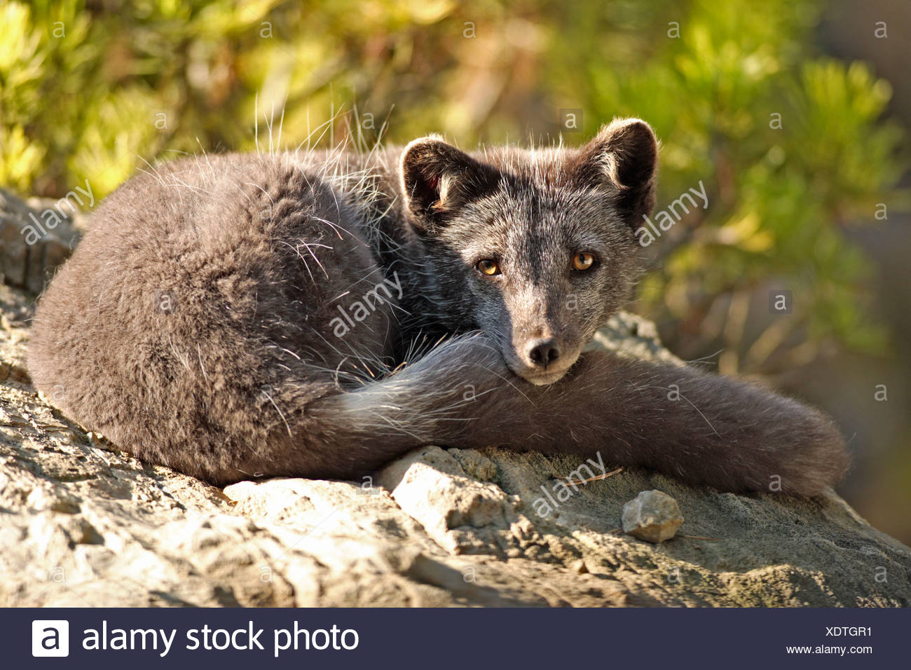 Arctic Fox In Summer Coat Stock Photos & Arctic Fox In Summer Coat ...