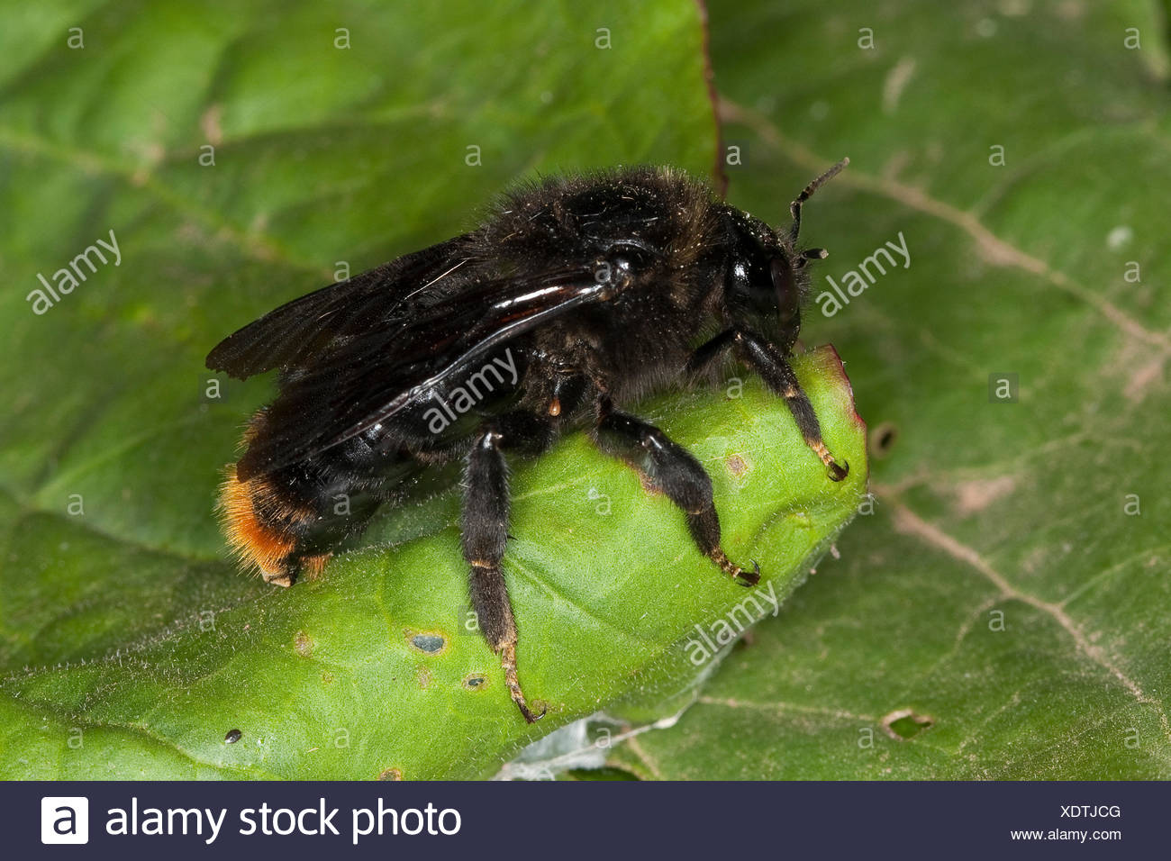 Brood Parasite High Resolution Stock Photography and Images - Alamy
